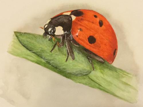 Watercolour ladybird video tutorial of the whole painting - The Devon ...