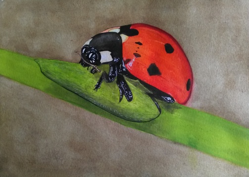 Watercolour ladybird video tutorial of the whole painting - The Devon ...