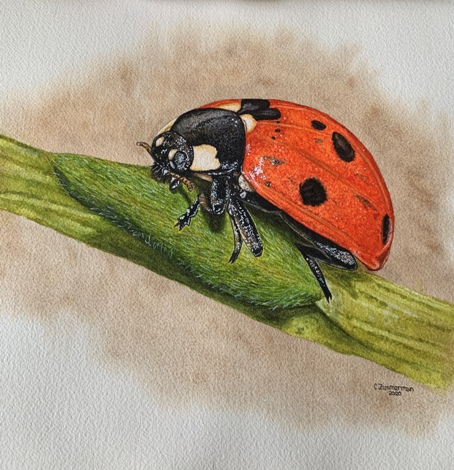 Watercolour ladybird video tutorial of the whole painting - The Devon ...