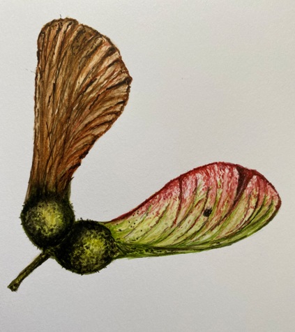 Botanical watercolor video tutorial - Sycamore seeds - The Devon Artist