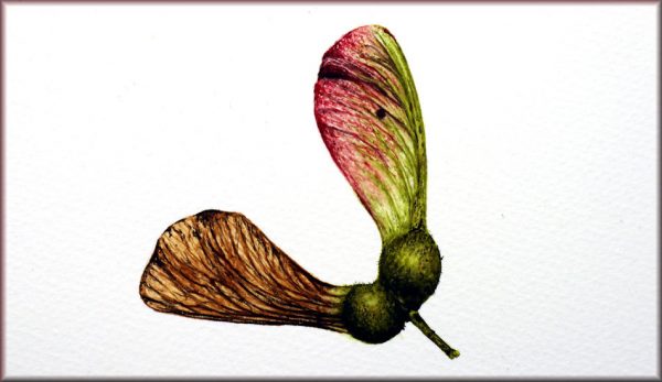 Botanical watercolor video tutorial - Sycamore seeds - The Devon Artist