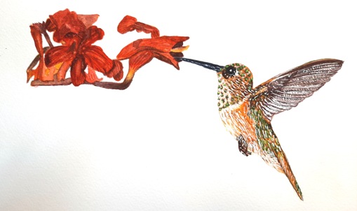 Video tutorial on painting a hummingbird in watercolour - The Devon Artist