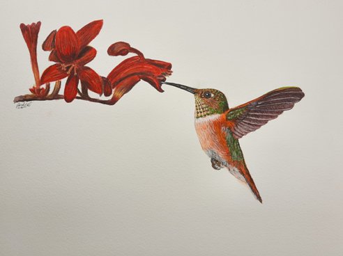 Video tutorial on painting a hummingbird in watercolour - The Devon Artist