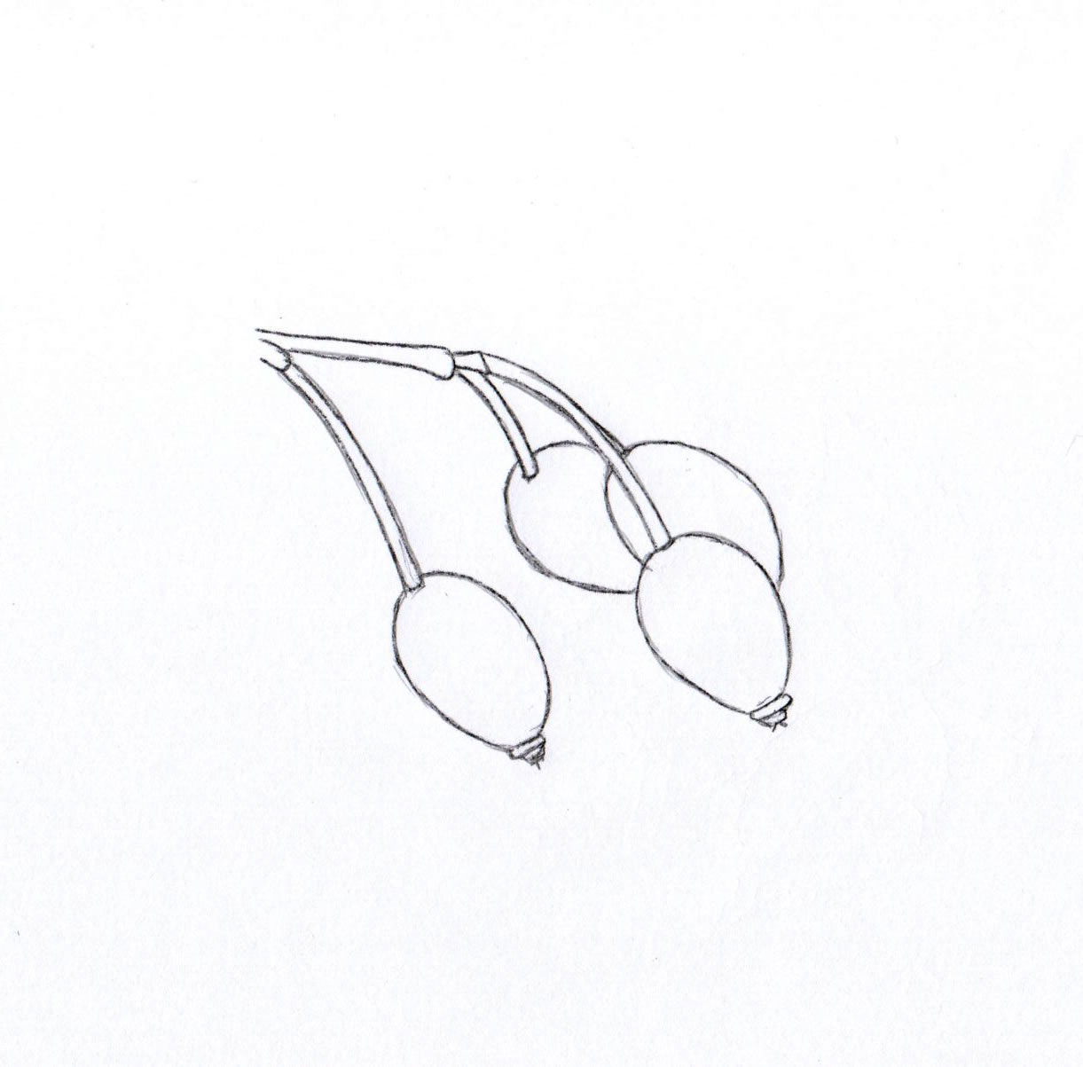 Botanical watercolor rose hips, illustration fine art lesson - The ...