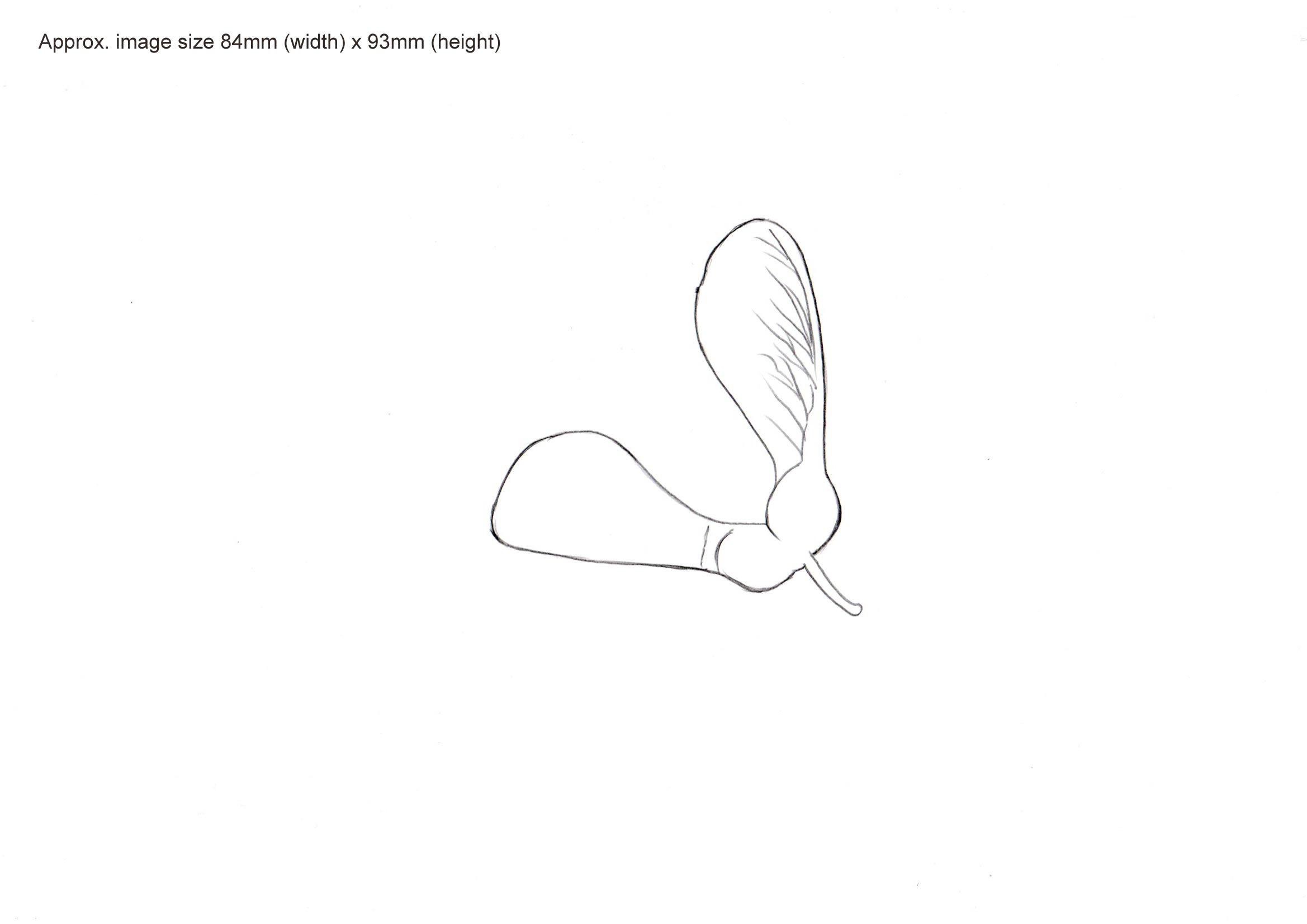 Botanical watercolor video tutorial - Sycamore seeds - The Devon Artist