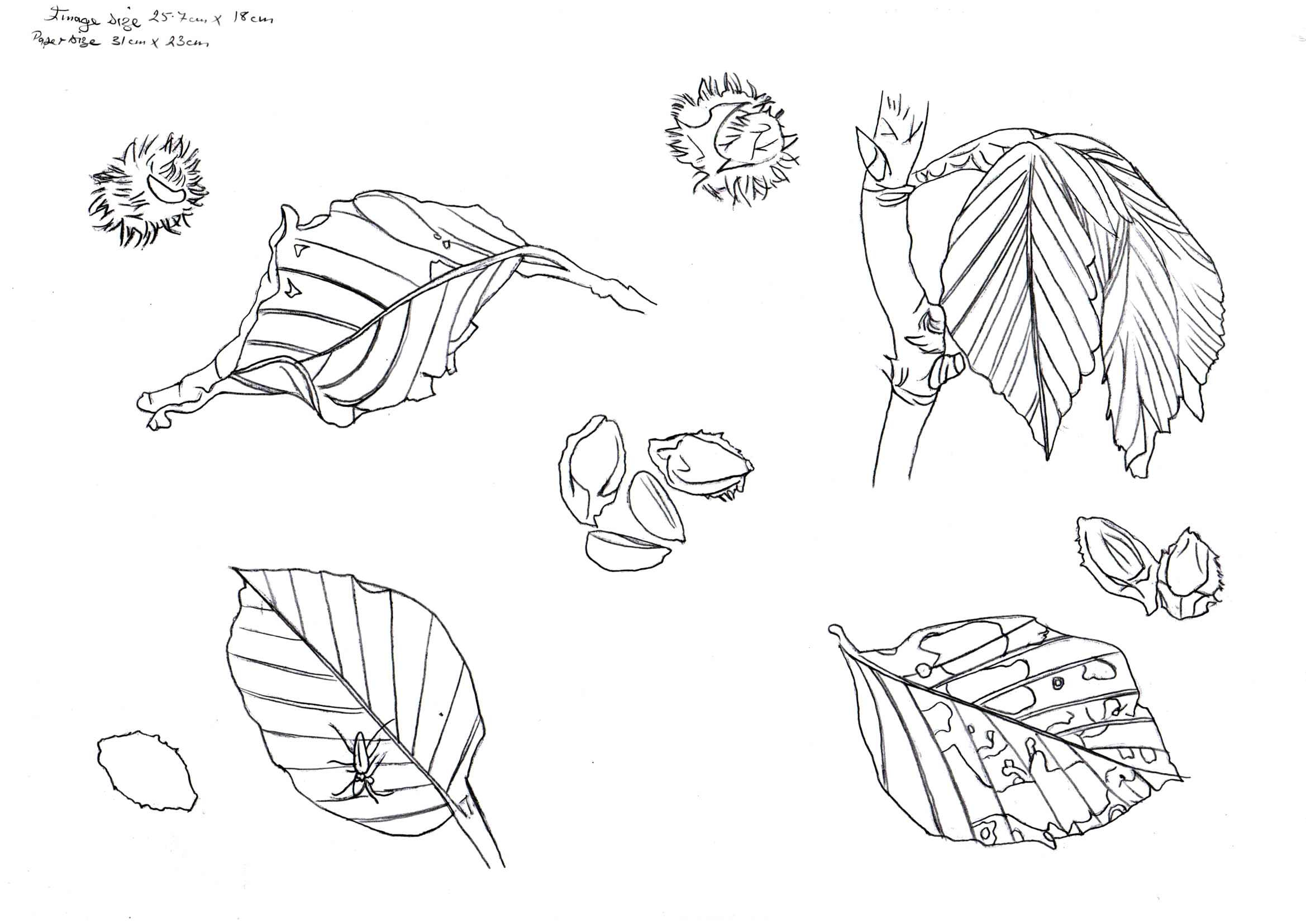 How to paint fruit in watercolor beech nut botanical study - The Devon ...
