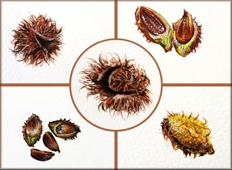 How to paint fruit in watercolor beech nut botanical study - The Devon ...