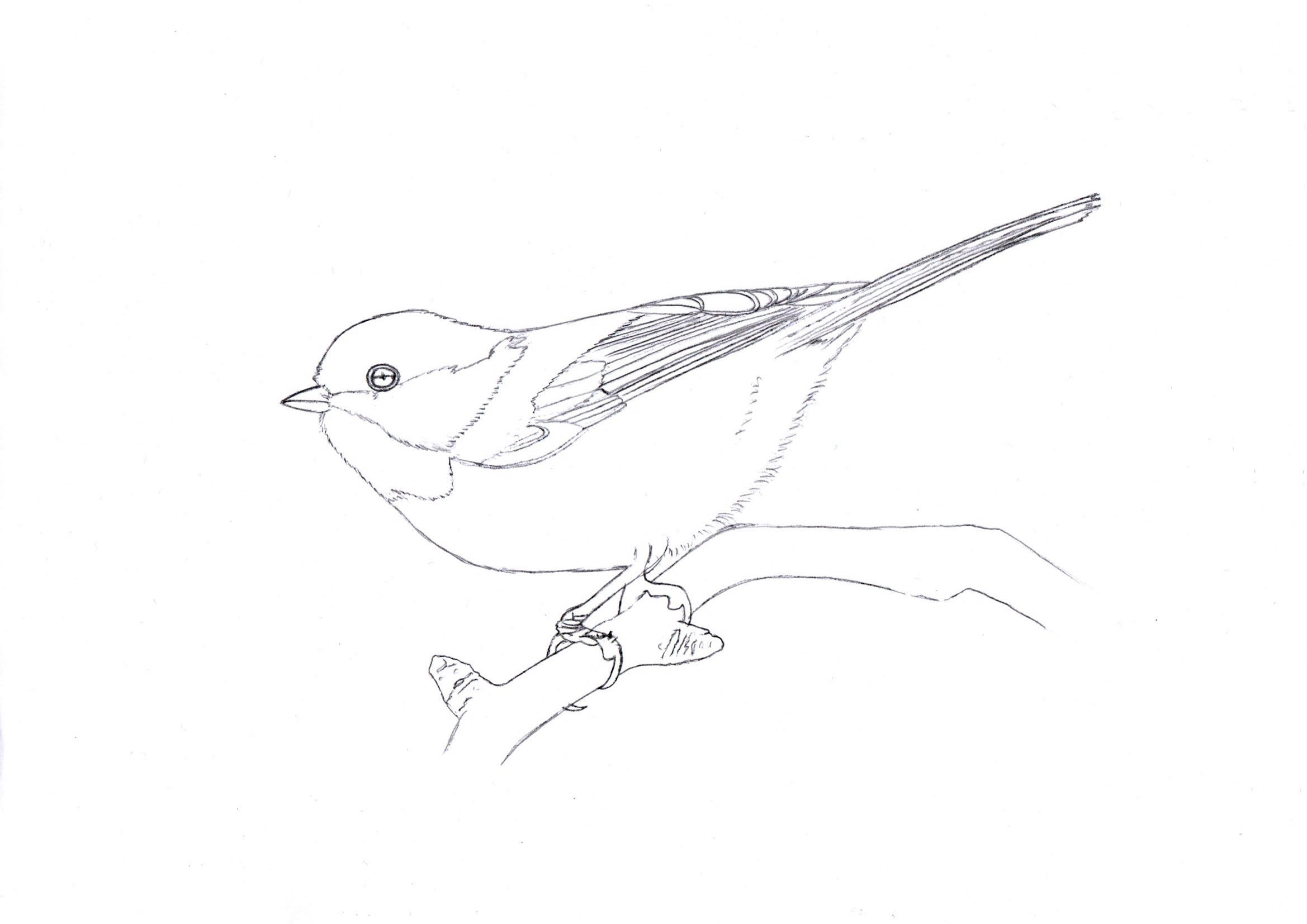 Chickadee watercolor painting tutorial with PDF guide - The Devon Artist