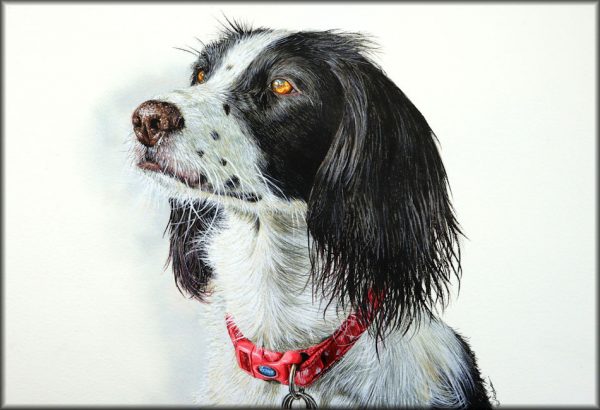 How to paint a dog in watercolor a detailed video tutorial - The Devon ...