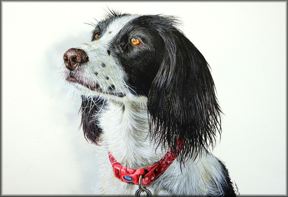 How to paint a dog in watercolor a detailed video tutorial - The Devon ...