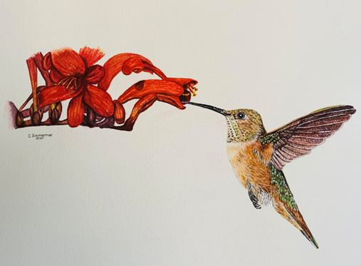 Video tutorial on painting a hummingbird in watercolour - The Devon Artist