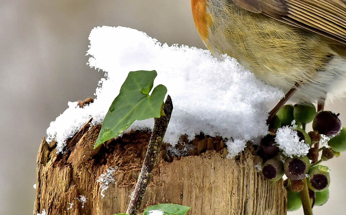 Watercolour snow painting tutorial, learn my techniques. - The Devon Artist