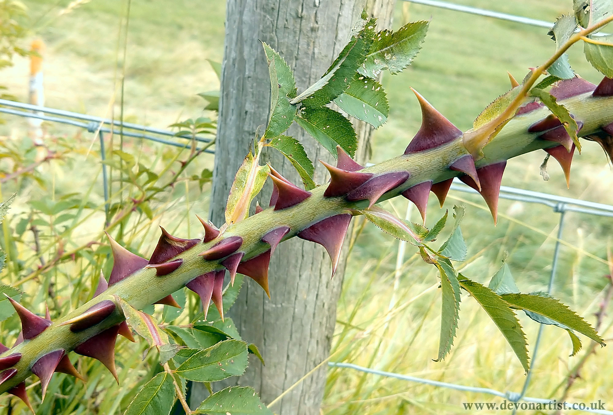 Rose thorn watercolour tutorial, suitable for beginners - The Devon Artist