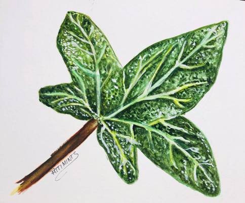 Botanical watercolor painting tutorial - a realistic ivy leaf - The ...