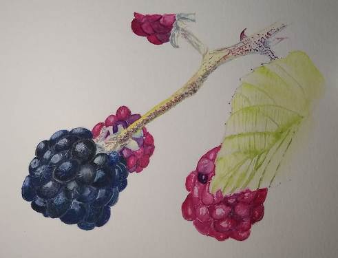 How to paint realistic blackberries in fine art watercolour - The Devon ...
