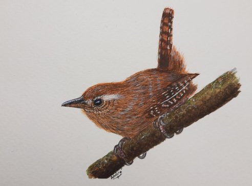 Wren in watercolour video tutorial, step by step painting - The Devon ...