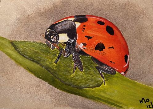 Watercolour ladybird video tutorial of the whole painting - The Devon ...