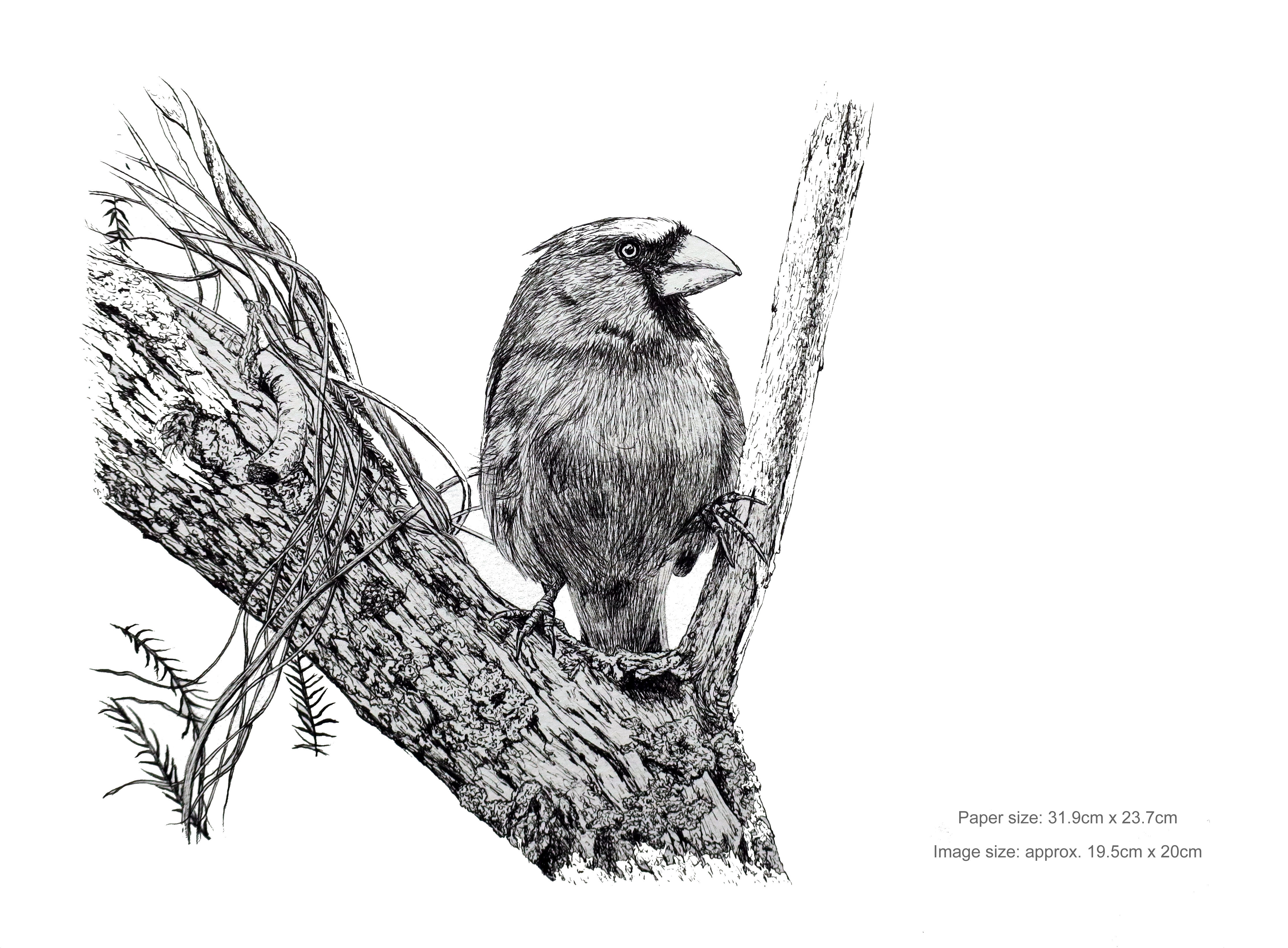 Pen and wash tutorial - watercolor cardinal bird painting - The Devon ...