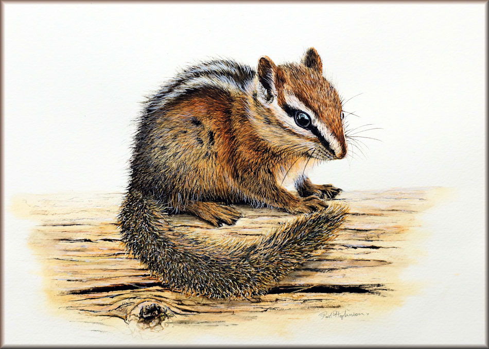 Eastern Chipmunk Drawing