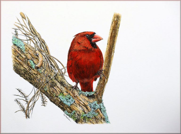 Pen and wash tutorial - watercolor cardinal bird painting - The Devon ...