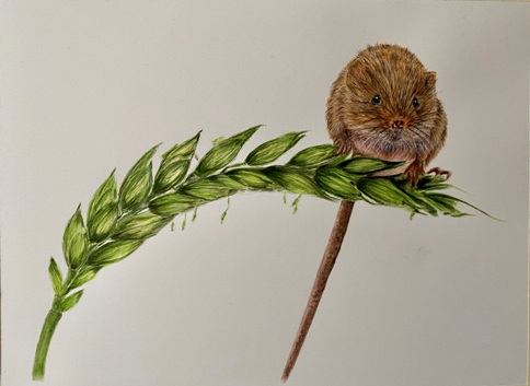 Beginner's guide to watercolour painting, video lessons - The Devon Artist