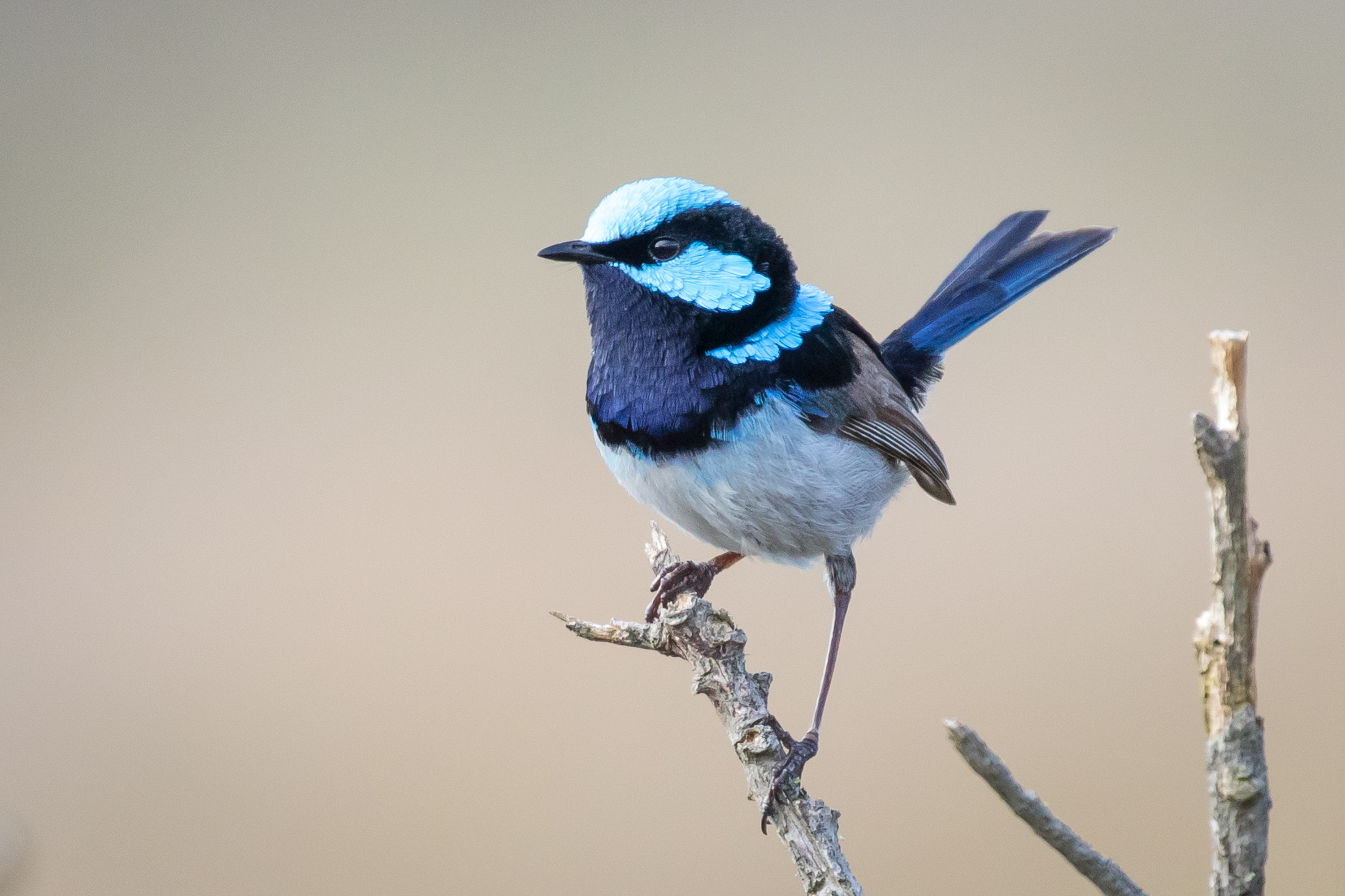 Wren watercolour video tutorial, step-by-step art lesson - The Devon Artist