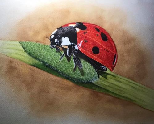Watercolour ladybird video tutorial of the whole painting - The Devon ...