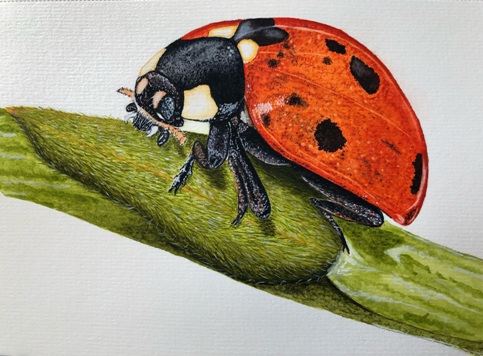 Watercolour ladybird video tutorial of the whole painting - The Devon ...