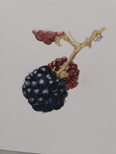 How to paint realistic blackberries in fine art watercolour - The Devon ...