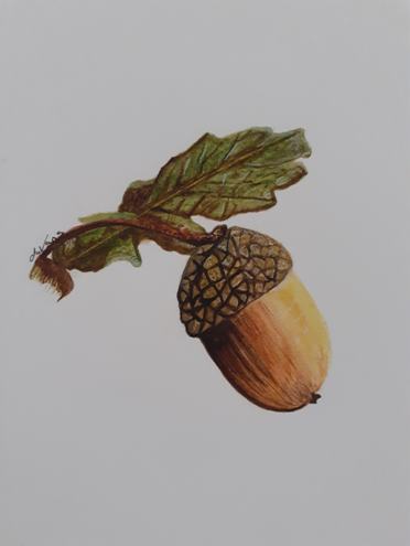 Wildlife in Watercolour Acorn Tutorial, learn how to paint - The Devon ...