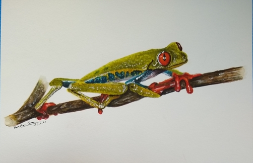 How to paint tree frogs in watercolor, easy video tutorial - The Devon ...