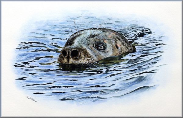 How to paint a realistic seal in the sea - The Devon Artist
