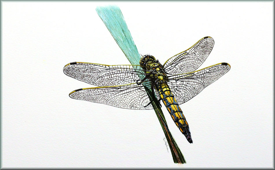 How to paint a dragonfly in realistic watercolour, a guide - The Devon ...