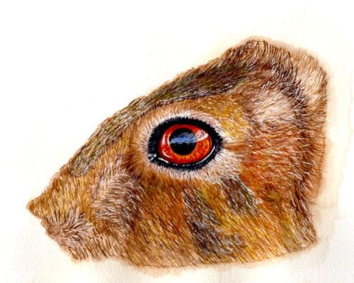 How to paint realistic eyes in watercolour step by step - The Devon Artist
