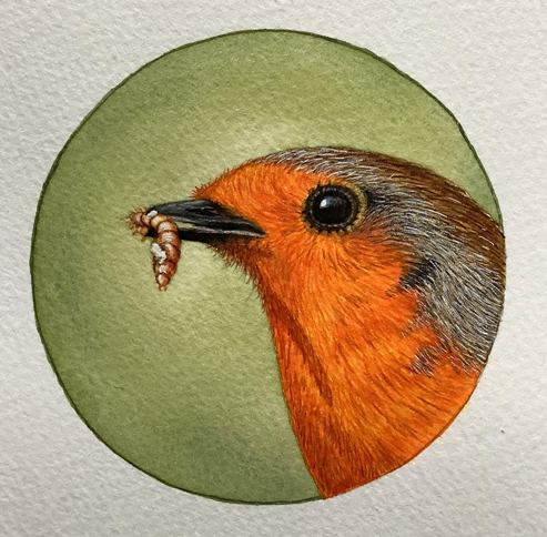 Video tutorial on painting a robin in realistic watercolour - The Devon ...