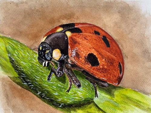 Watercolour ladybird video tutorial of the whole painting - The Devon ...