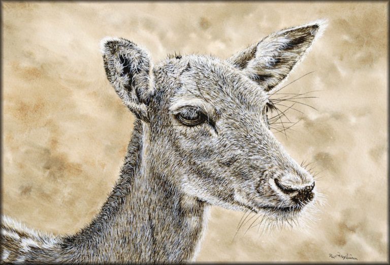 Tutorial Fallow Deer - The Devon Artist