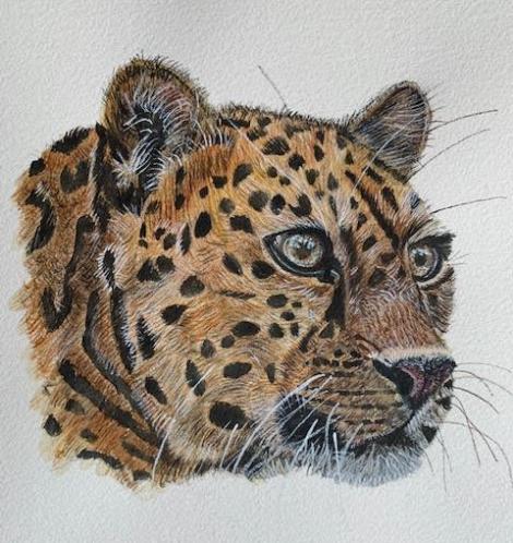 Realistic watercolor video tutorial, how to paint a leopard - The Devon ...