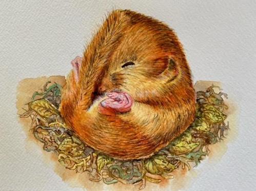 Learn to paint a dormouse in detailed, fine art watercolor - The Devon ...