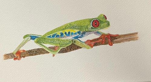 How to paint tree frogs in watercolor, easy video tutorial - The Devon ...