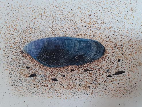 Shell painting video tutorial, a watercolour mussel shell - The Devon ...