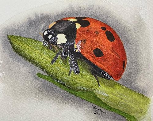 Watercolour ladybird video tutorial of the whole painting - The Devon ...