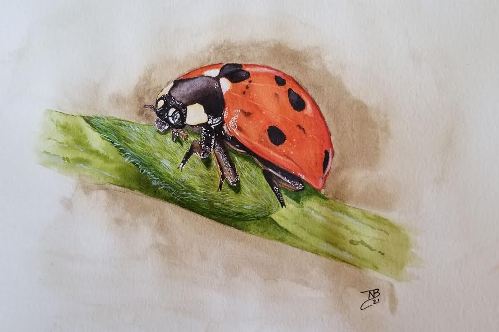 Watercolour ladybird video tutorial of the whole painting - The Devon ...