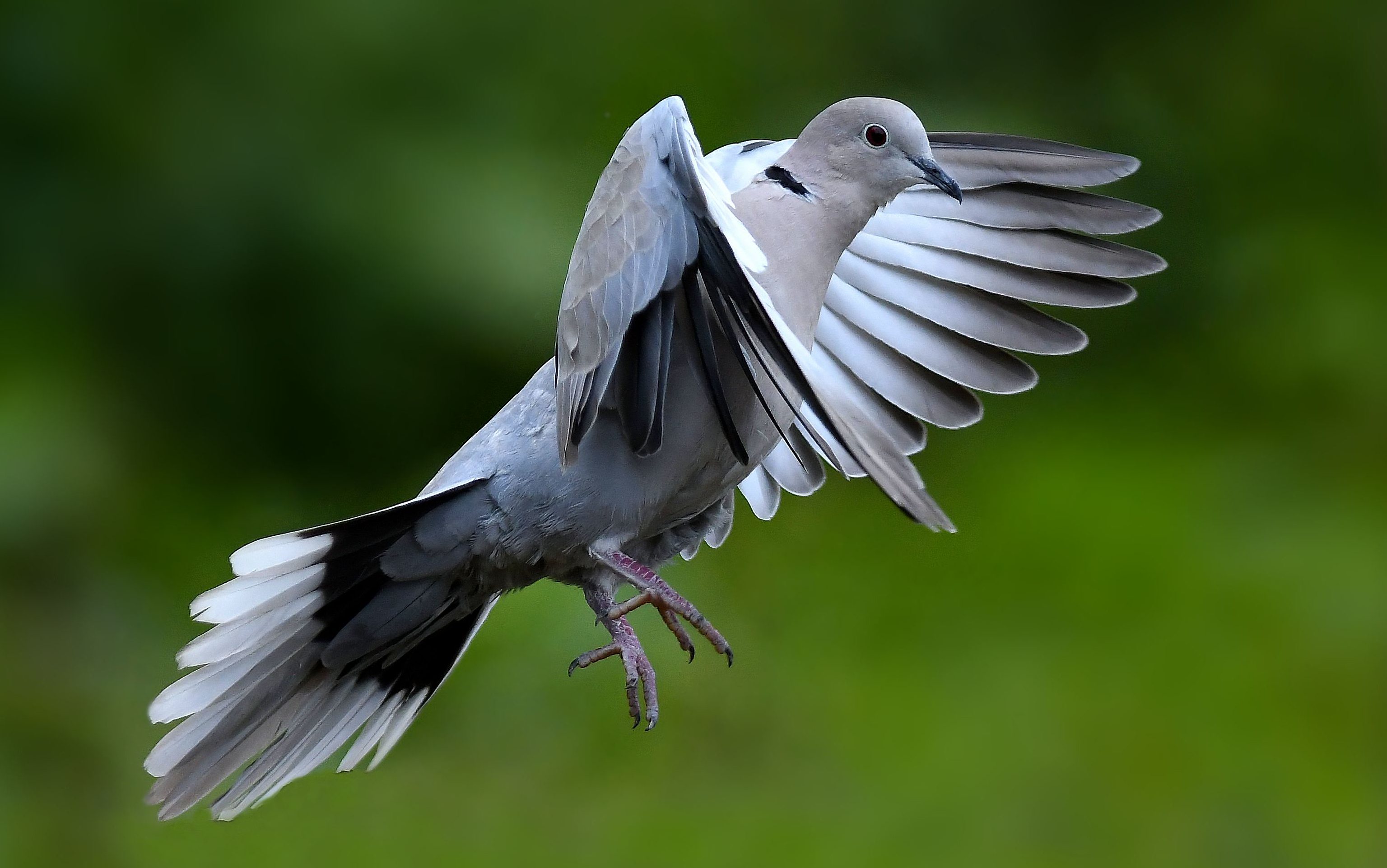 How to paint birds flying in watercolour, video art lesson - The Devon ...