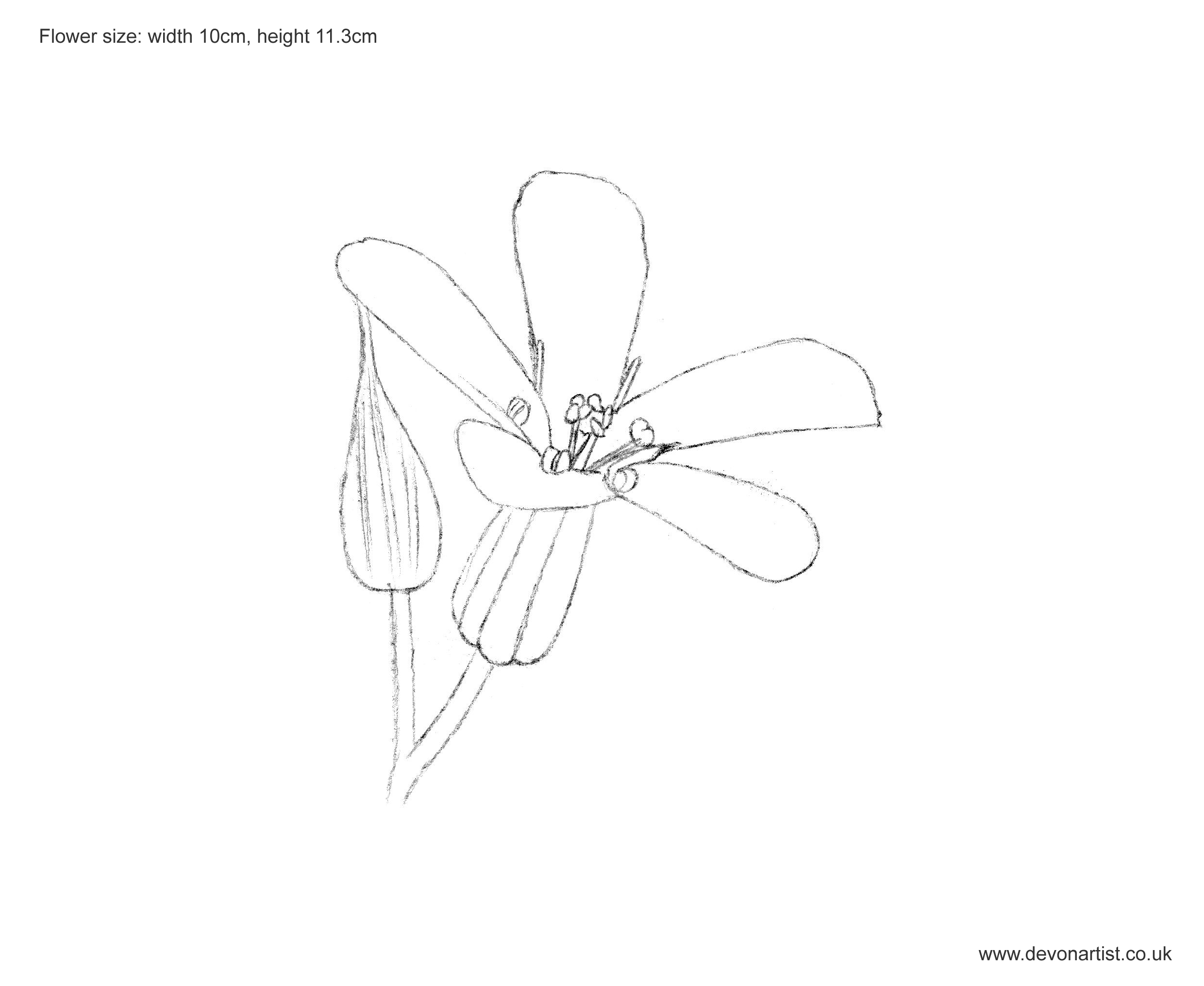 Botanical watercolor flower study, illustration art lesson - The Devon ...