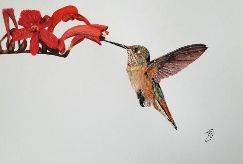 Video tutorial on painting a hummingbird in watercolour - The Devon Artist