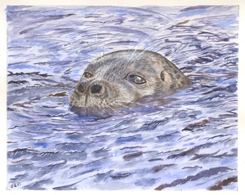 How to paint a realistic seal in the sea - The Devon Artist