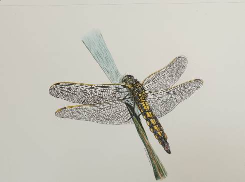How to paint a dragonfly in realistic watercolour, a guide - The Devon ...