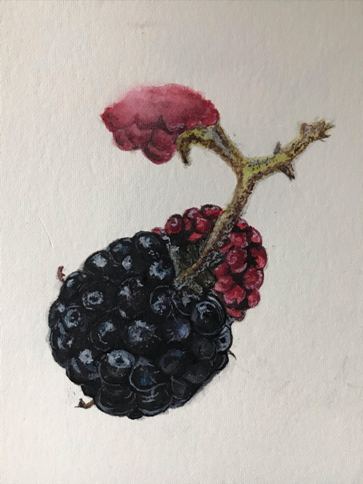 How to paint realistic blackberries in fine art watercolour - The Devon ...