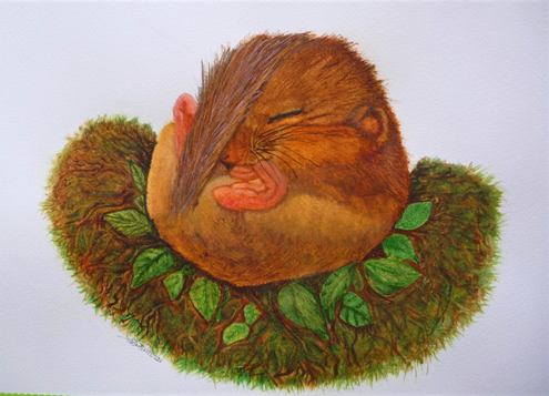 Learn to paint a dormouse in detailed, fine art watercolor - The Devon ...